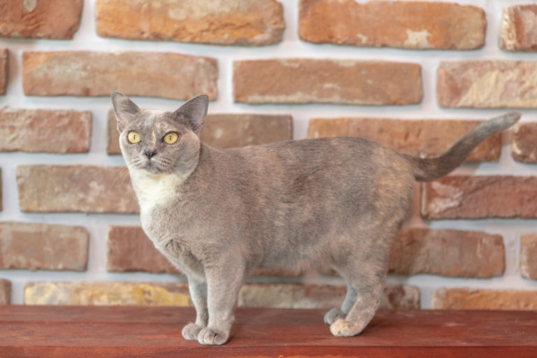Alba Regia MiciCank & Pokemona blue brown tortie burmese cat female ...