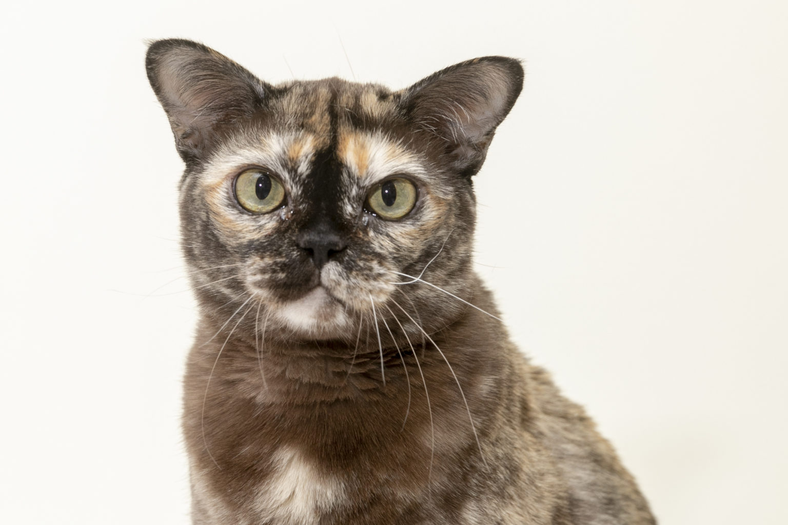 Alba Regia MiciCank & Pokemona blue brown tortie burmese cat female ...