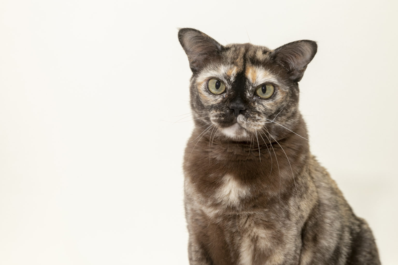 Alba Regia MiciCank & Pokemona blue brown tortie burmese cat female ...